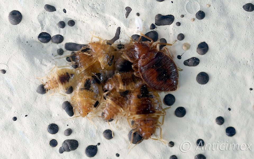 Bed Bugs